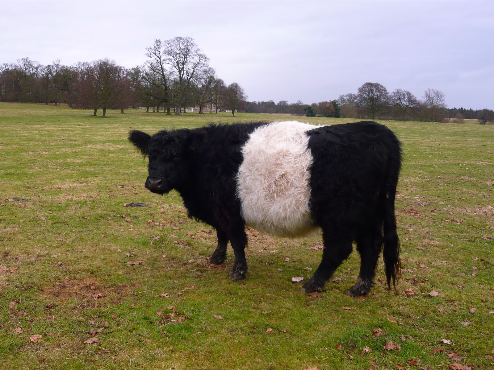 Attingham Park Warden's Blog: Attingham cows