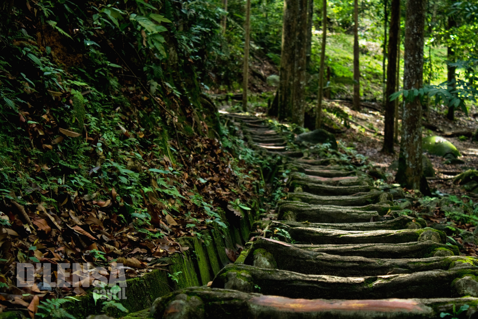 Cayril-z: Lawatan ke Hutan FRIM