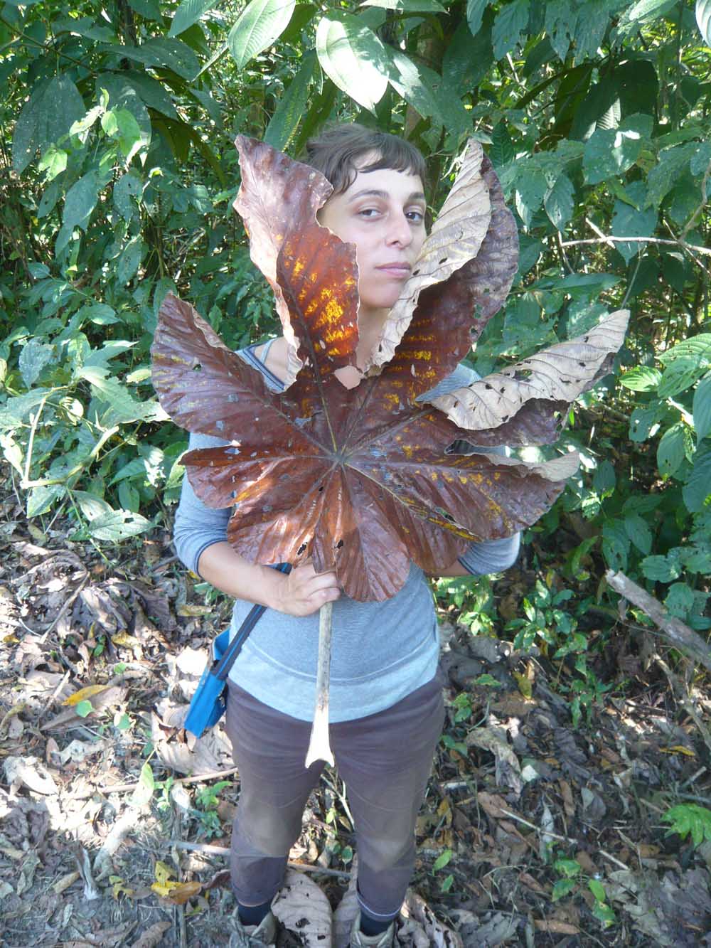 the magic red carpet