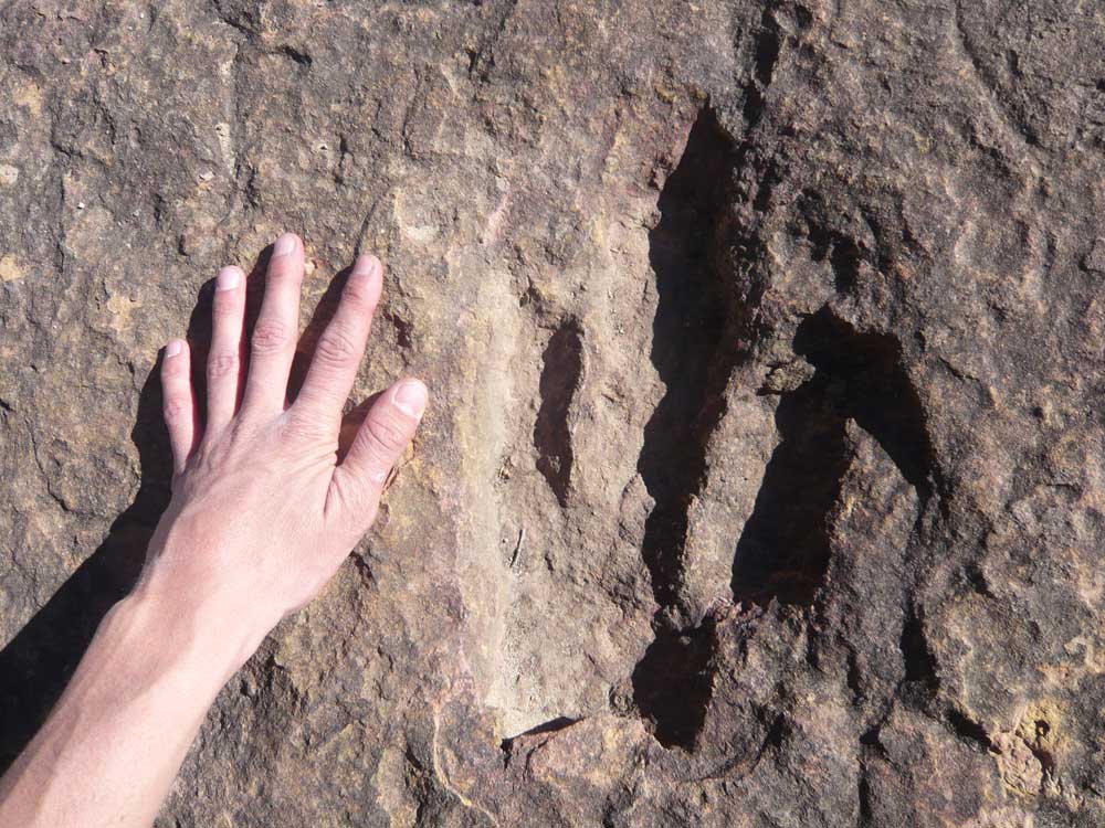 the magic red carpet