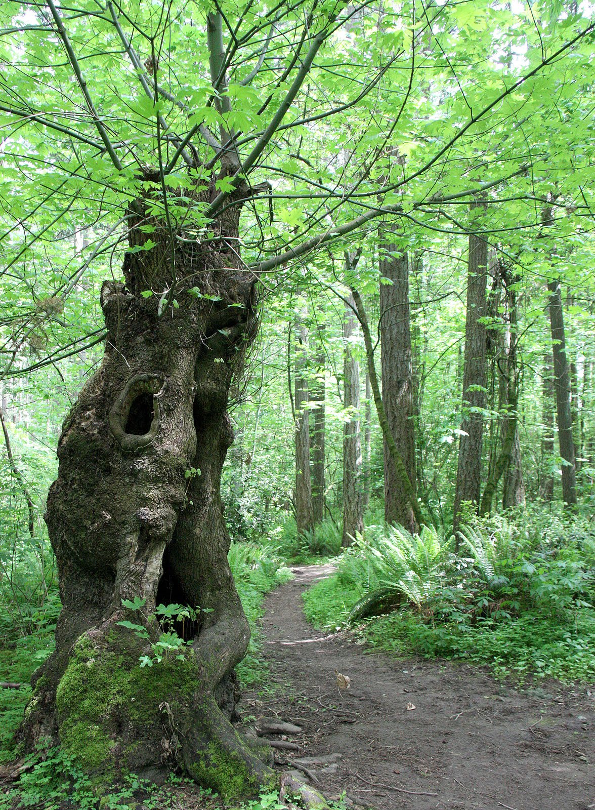 THPRD Out and About: The coolest tree in Beaverton