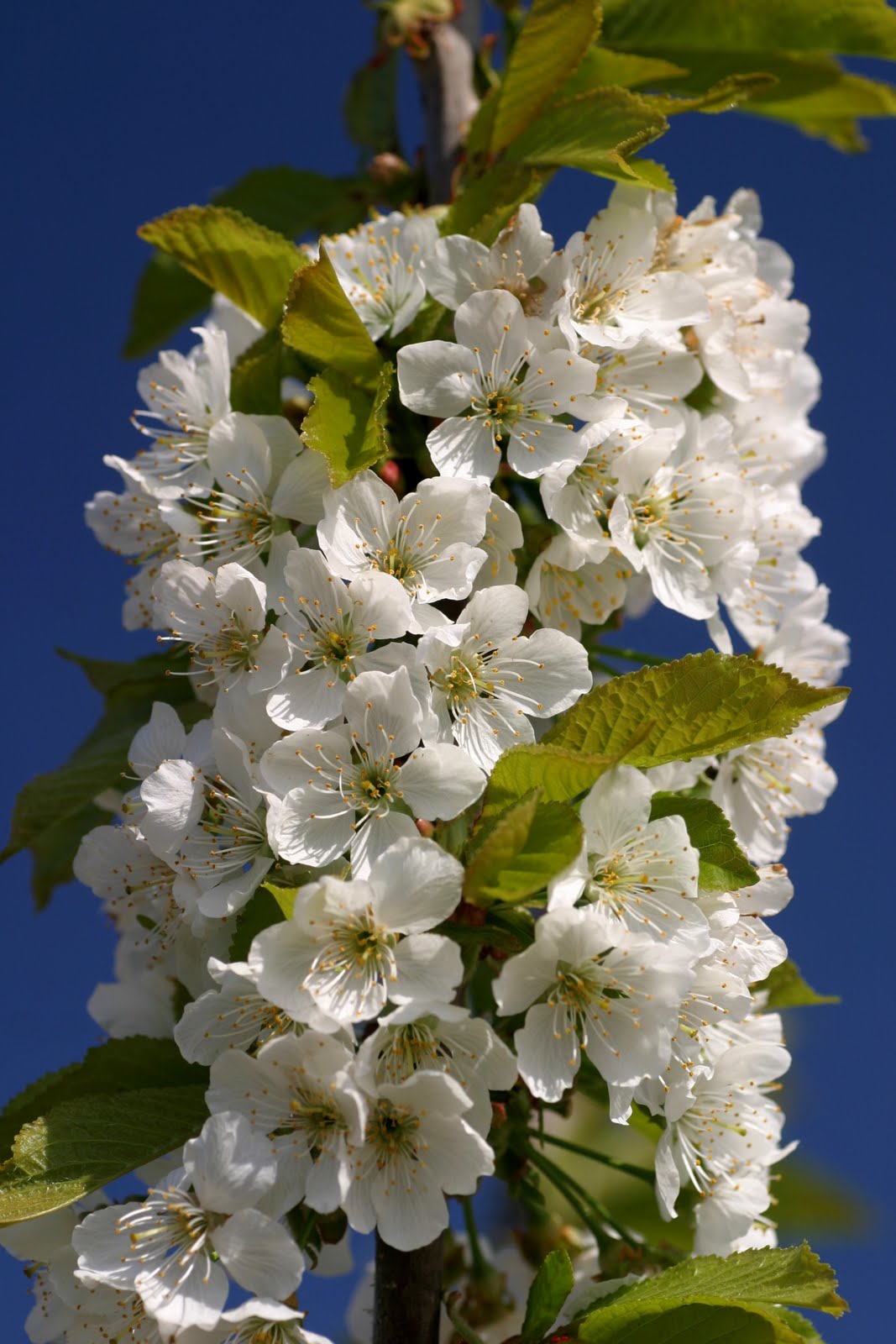 Prunus: Cherries (Prunus Avium)