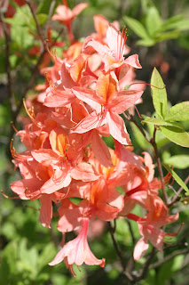 Powell Gardens' Blog: Lights, Camera, Azaleas!