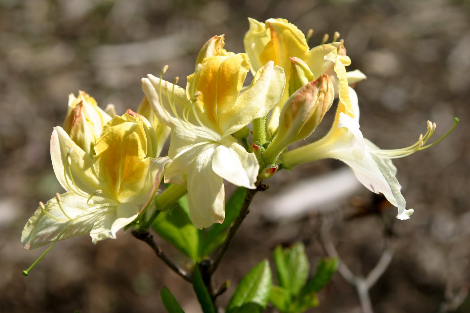Powell Gardens' Blog: Lights, Camera, Azaleas!