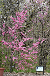 Powell Gardens' Blog: "RED"buds, Kansas City's Premier Spring Flowering ...