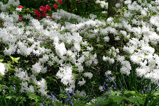 Powell Gardens' Blog: Azaleas, America's Favorite Shrub