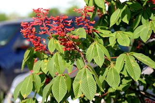 Powell Gardens' Blog: Flowering Trees of Late Spring
