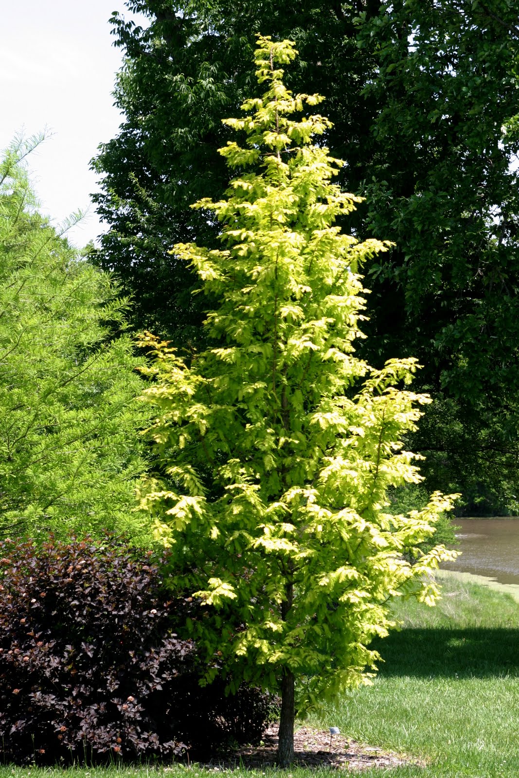 Powell Gardens' Blog: Good as Gold in the Landscape