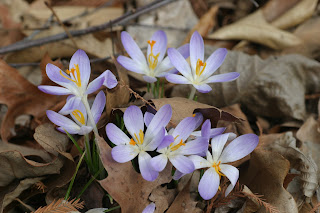 Powell Gardens' Blog: Little Spring Bulbs Make their Appearance