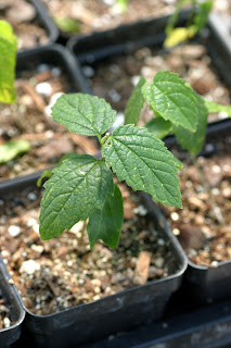 Powell Gardens' Blog: The Birth of Trees