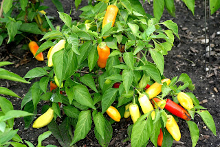 Powell Gardens' Blog: September 2009