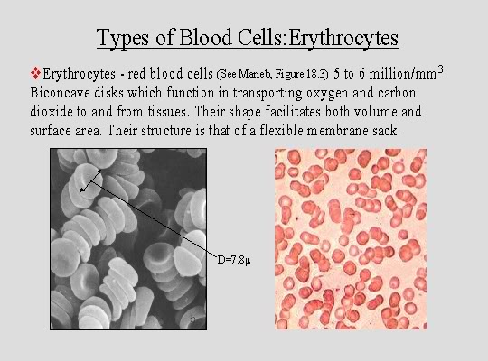 anatomyforme: Connective Tissues Blood and Bone