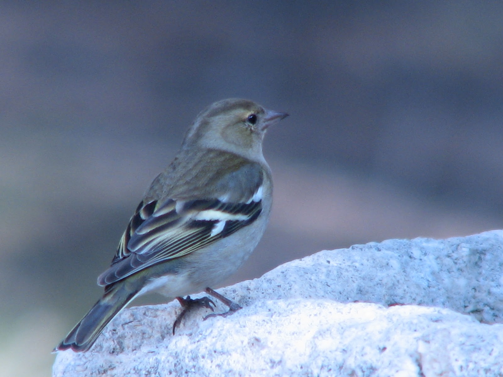 Experiencias silvestristas: PINZON