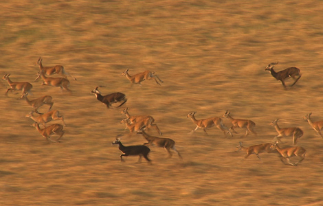 Break comcs: White-Eared Kob Wallpapers