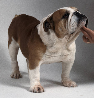 The top pet grooming tips: Basic Bulldog grooming tips