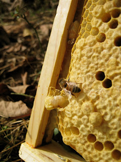 Notes from the Bee Hive: Queen Cells