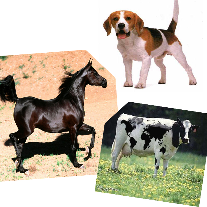 JUGUEMOS CON LOS ANIMALES: Cuadrúpedos..!!!