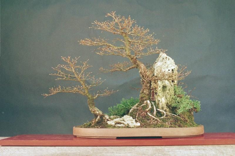 bonsai - Binabagus: Bonsai-Saikei