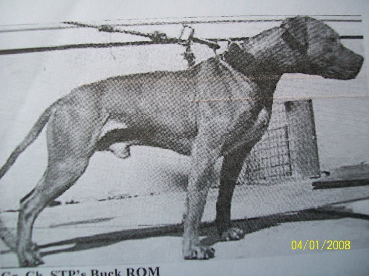 Info Pit Bull (Material Historico-Informativo): MAGNIFICOS A.P.B.T's ...