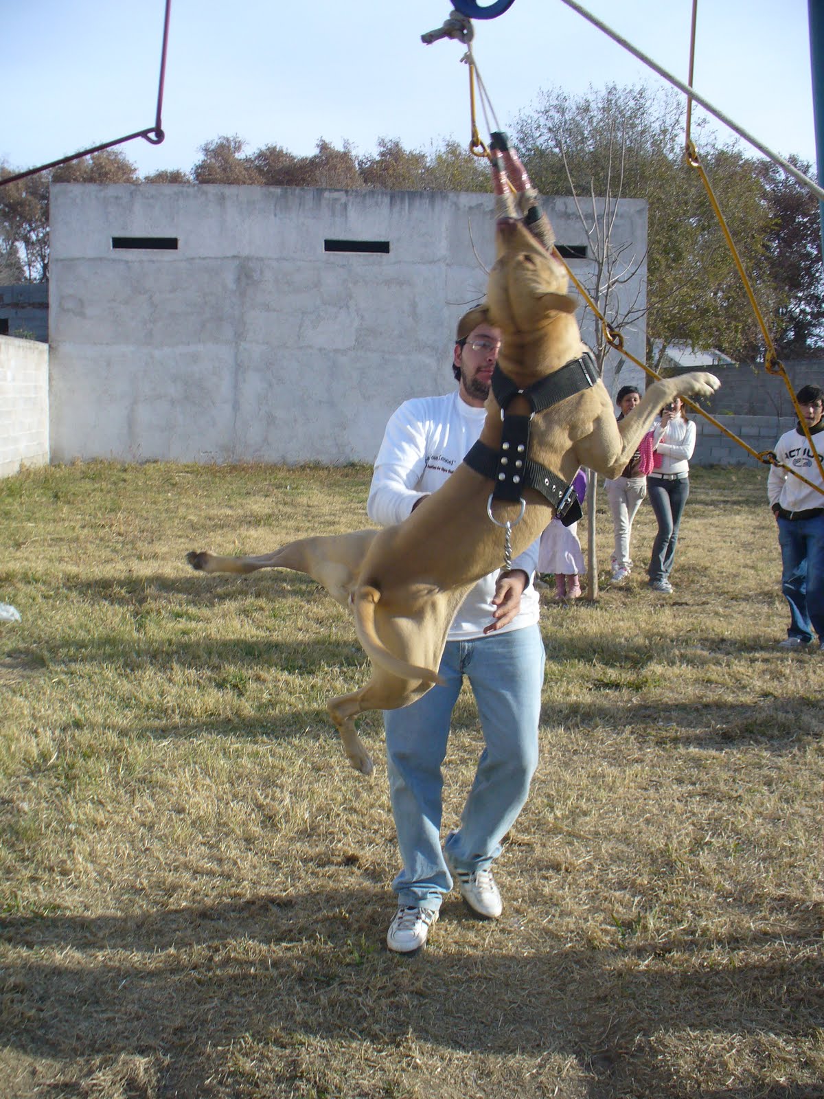 "LA FOSA PIT BULL": **** EXPO PITBULL DEPORTE EN RIO 4to