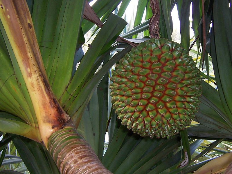 Arghentrock's A Taste of the Philippines: New Species of Giant Tree ...