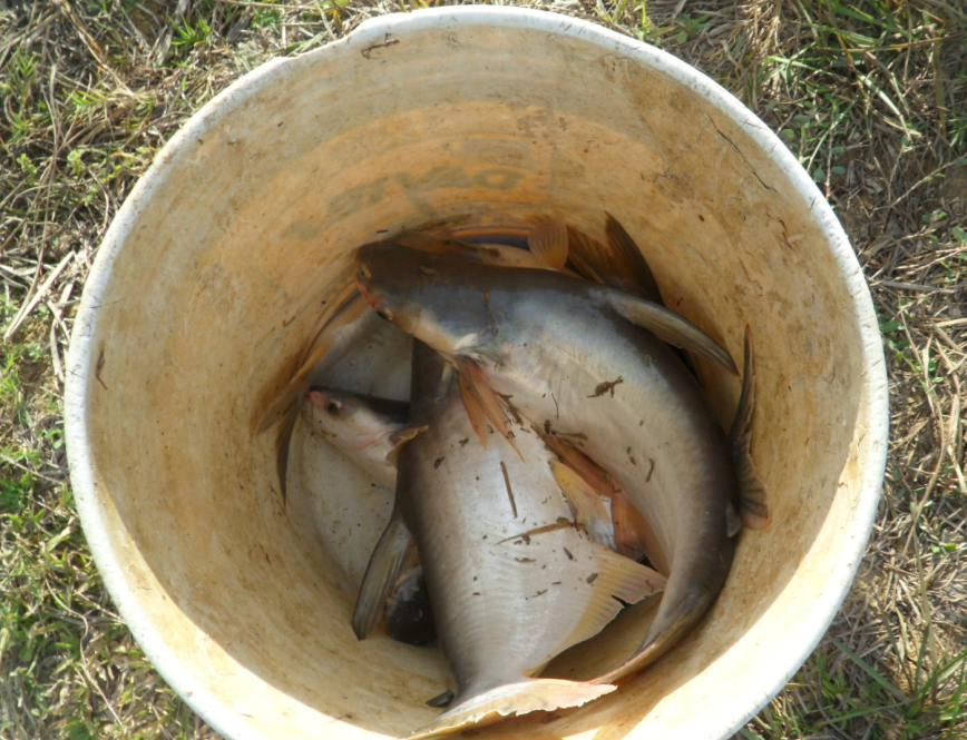 Arghentrock's A Taste of the Philippines: Cream Dory Fish Farm in ...