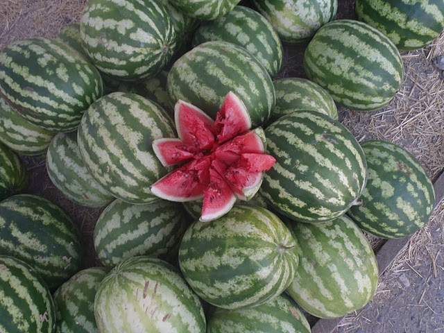 That Untravelled World: Watermelon/Tarbuj
