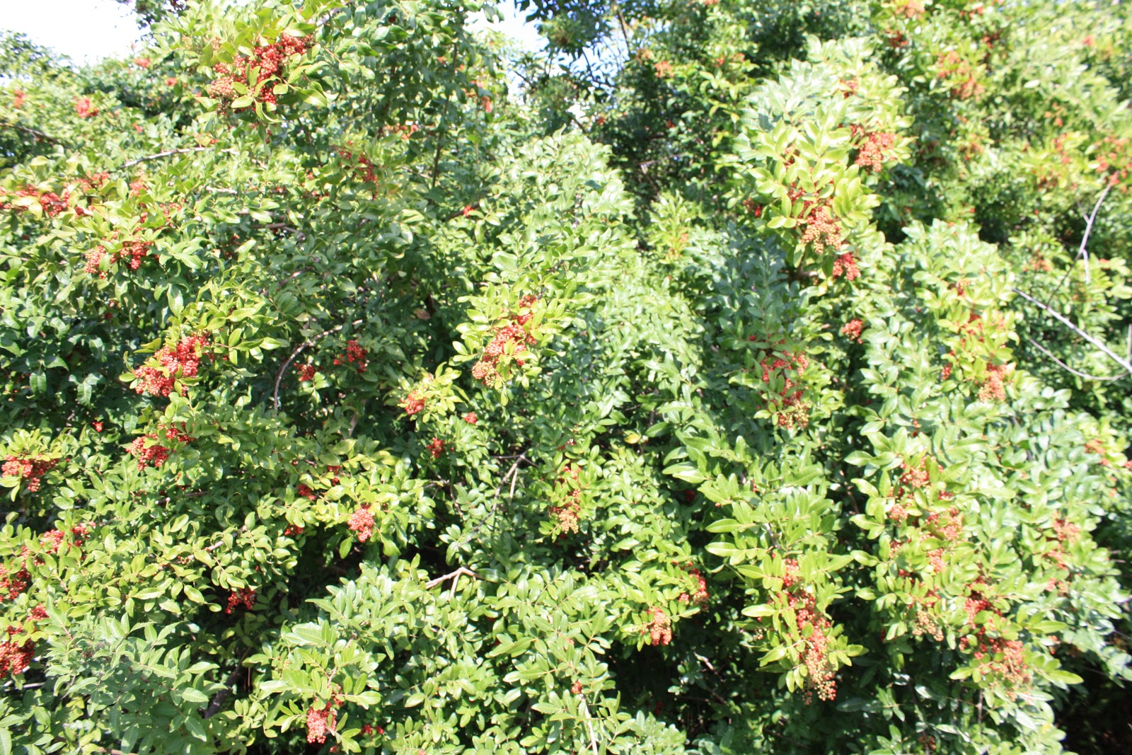Panther Island Adventures: Plant of the Week: Brazilian Pepper ...