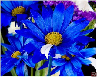 Çiçek Dünyası: Çiçekler