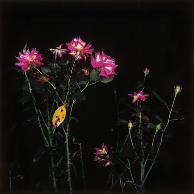 "minutiae" by Nathan Abels: Sarah Jones Photography