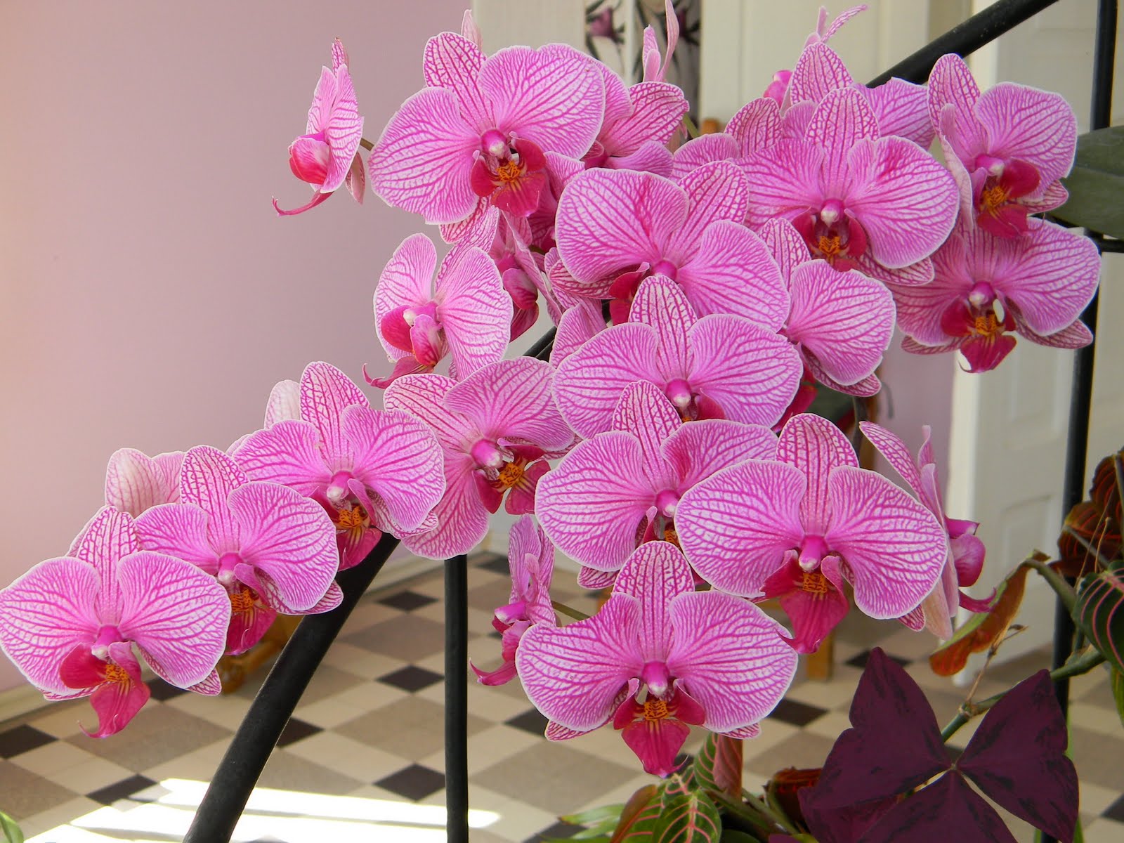 Gradina mea-in toate anotimpurile: Orhideea mea