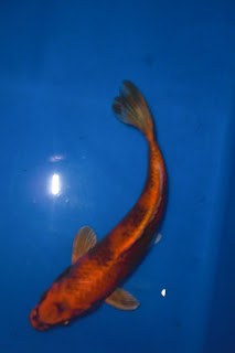 kINTARO KOI: kinkiutsuri