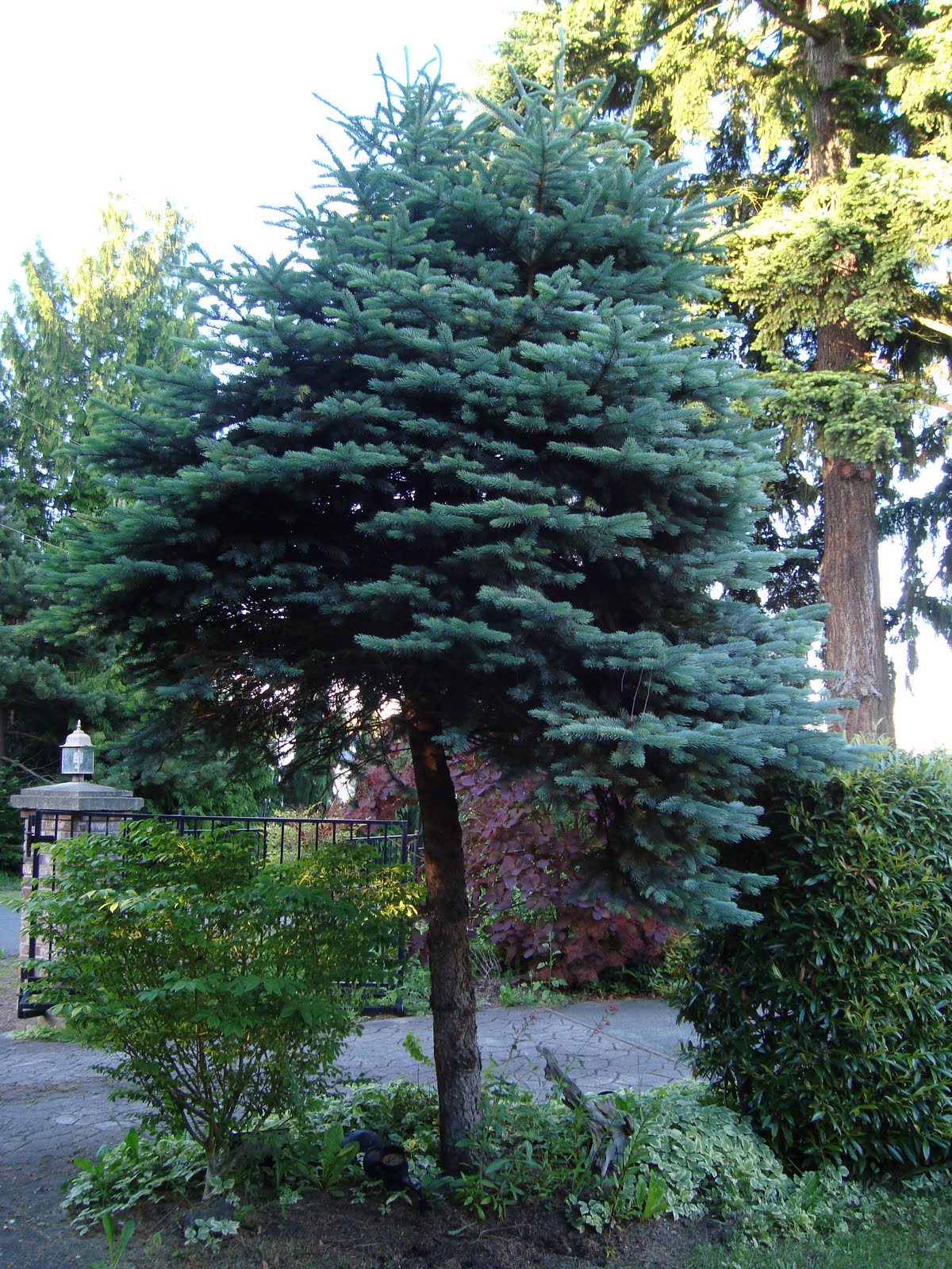 Animalia: Blue spruce