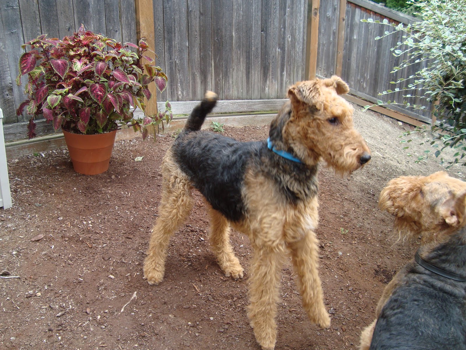 Animalia: Airedale Party