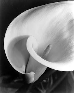 Through the Snark: Imogen Cunningham