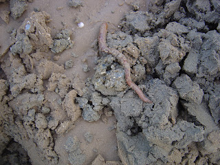 Lugworm: How I dig Lugworm