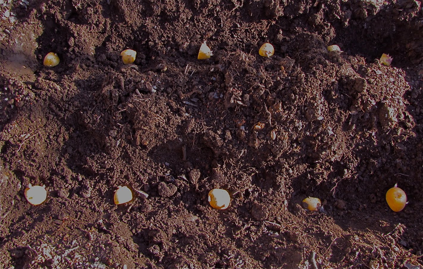 Riddlelove How To Grow Potatoes And A Confession
