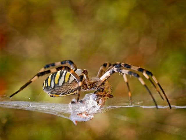 Curiosidades y fotos de animales: Araña
