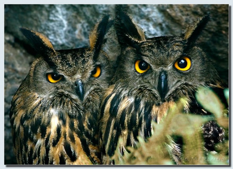 Curiosidades y fotos de animales: Búho