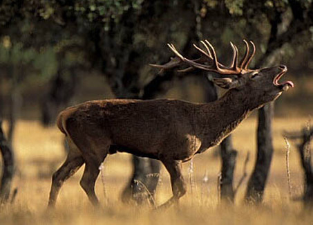 Curiosidades y fotos de animales: Ciervo