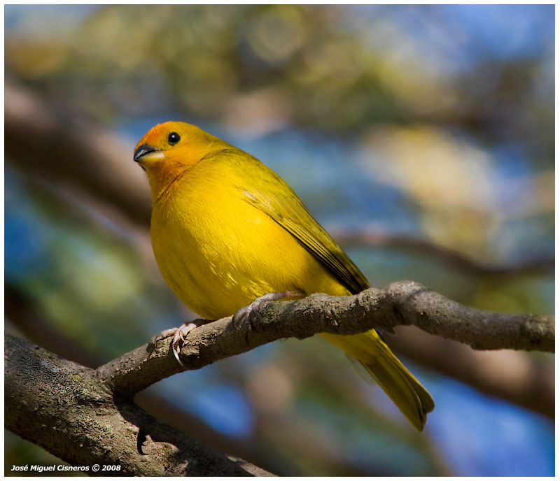 Curiosidades y fotos de animales: Canario