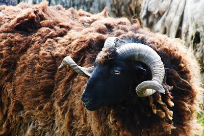 Curiosidades y fotos de animales: Carnero