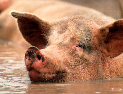 Curiosidades y fotos de animales: Cerdo