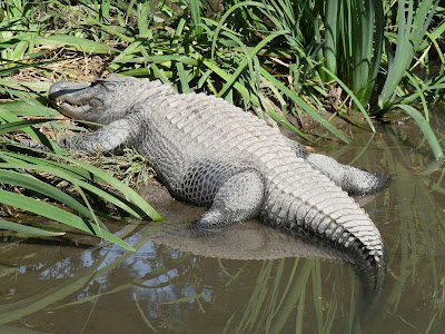 Curiosidades y fotos de animales: Cocodrilo