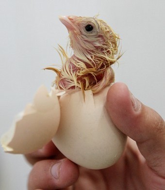 Curiosidades y fotos de animales: Huevos de ave