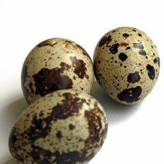 Curiosidades y fotos de animales: Huevos de ave