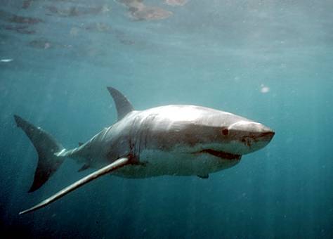 Curiosidades y fotos de animales: Tiburón