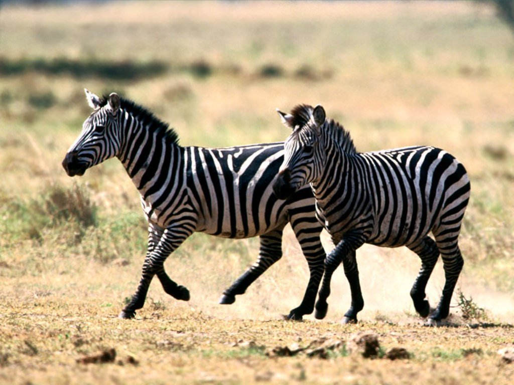 Curiosidades y fotos de animales: Zebra