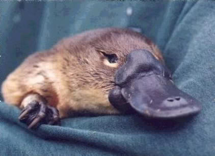 Curiosidades y fotos de animales: Ornitorrinco