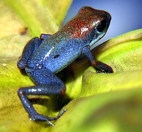 Curiosidades y fotos de animales: Rana